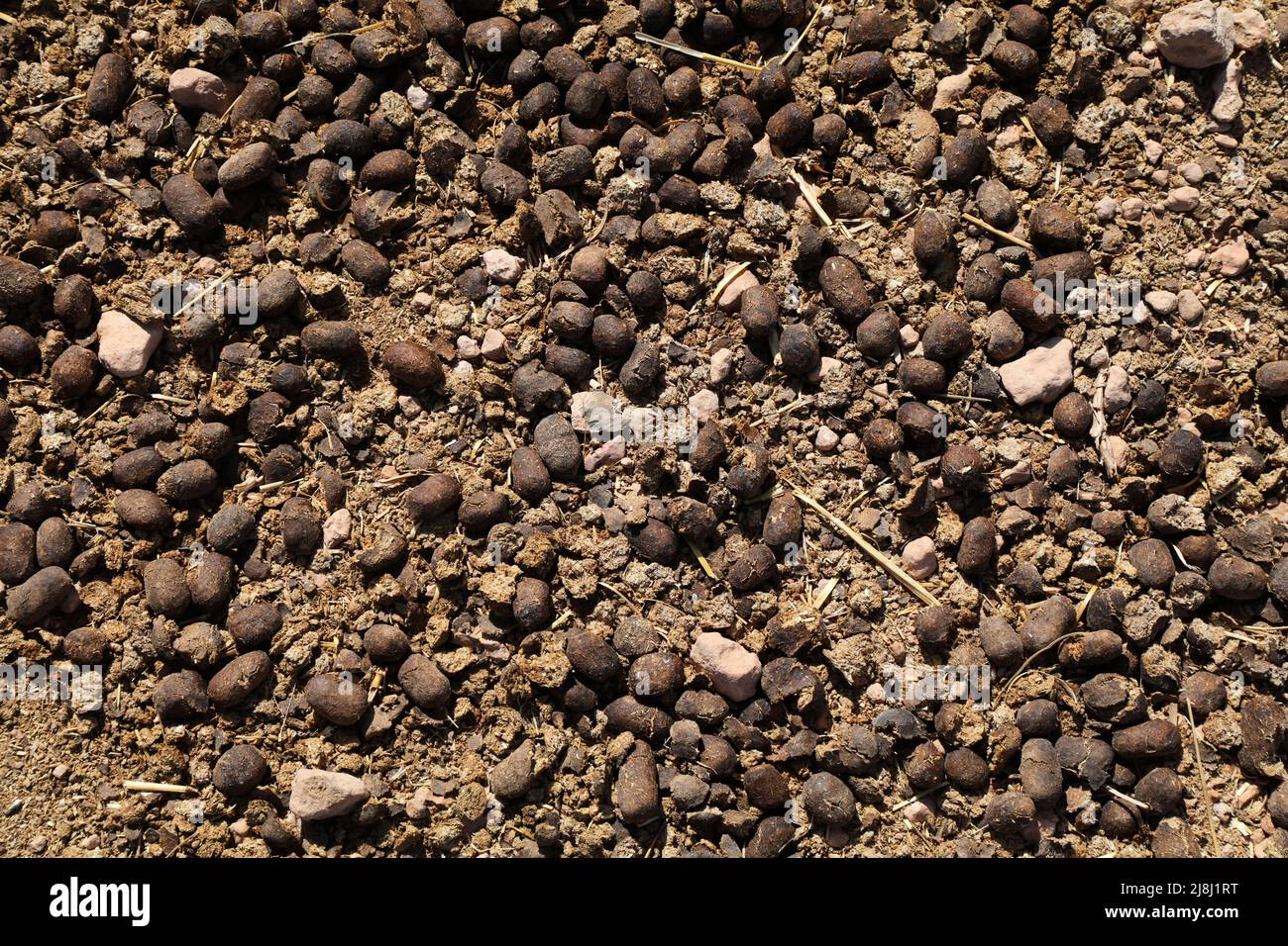 Camel dung in a desert oasis in Morocco. Camel poop Stock Photo - Alamy