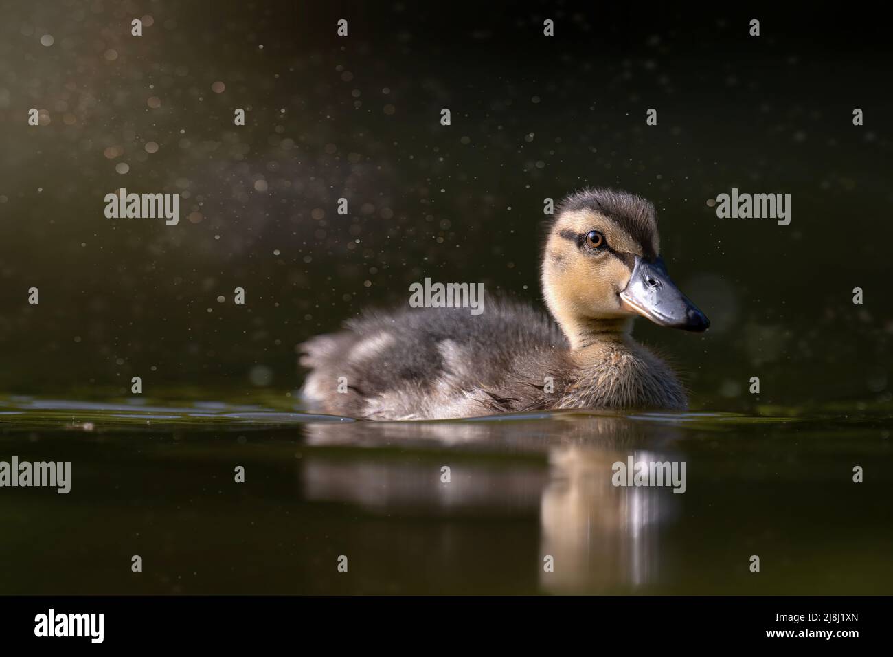 Small duck hi-res stock photography and images - Alamy