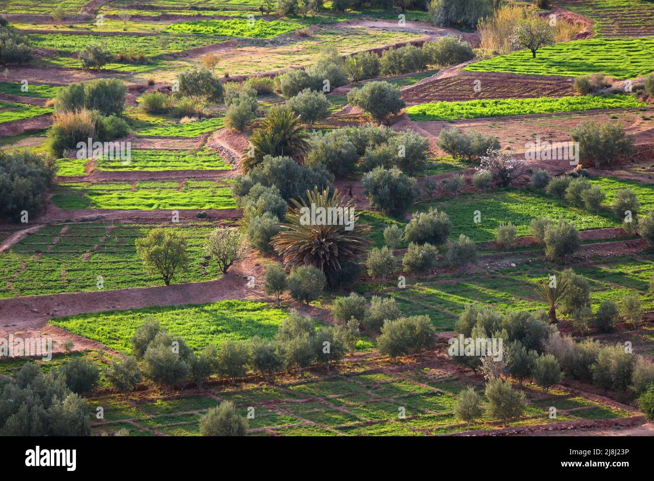 Agriculture landscape near Ouarzazate, Morocco. Rural landscape with ...