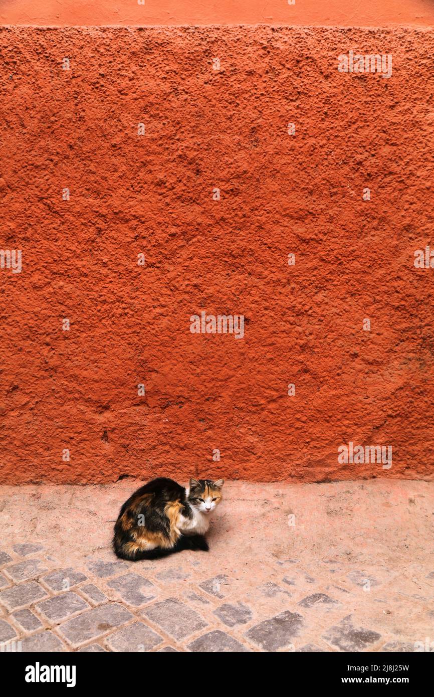 Street cats of Marrakech, Morocco. Local domestic calico cat Stock ...