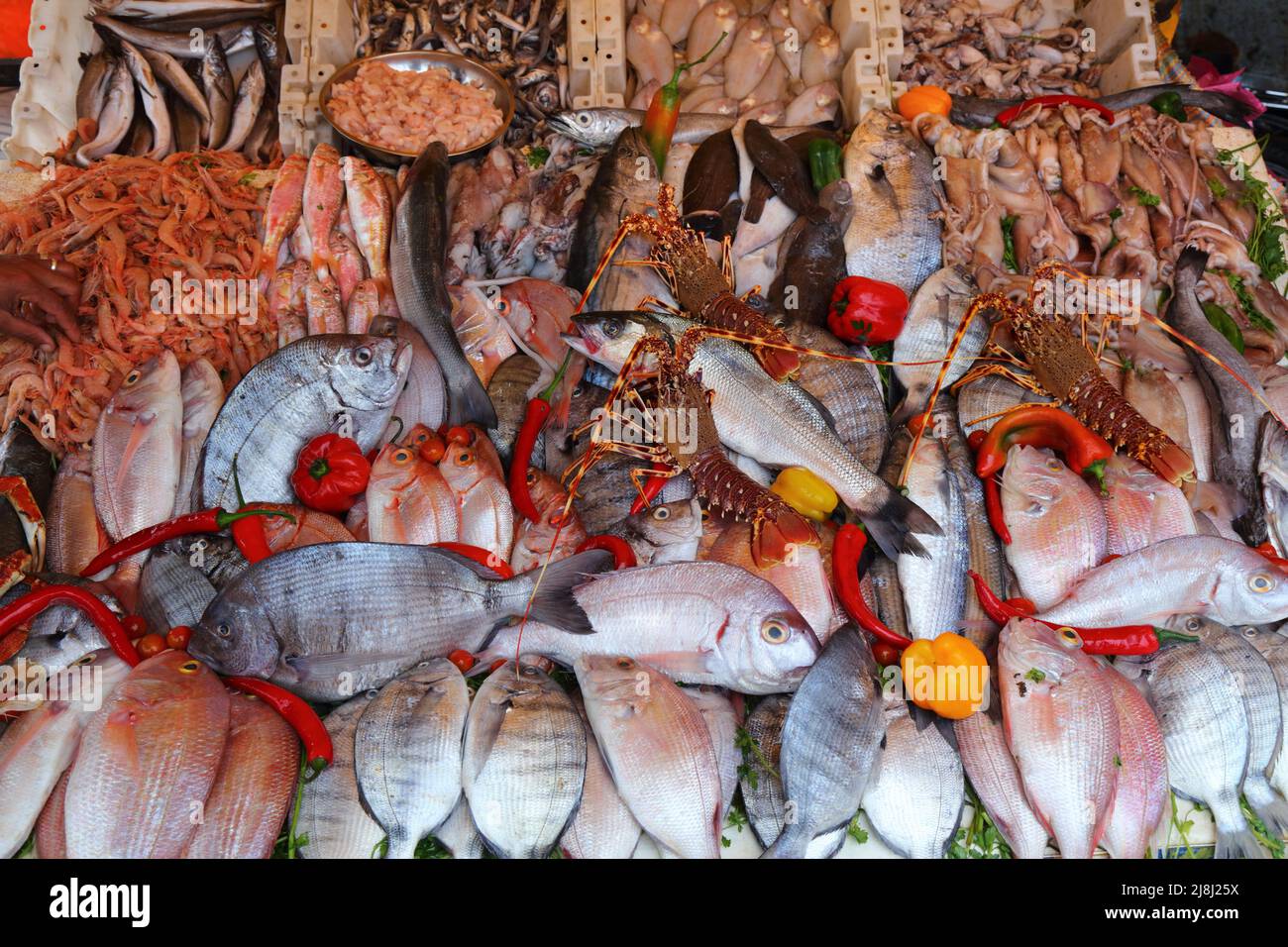 Morocco fish market in Essaouira. Variety of fish species from African ...