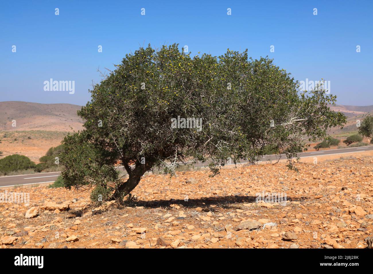 Argan tree fruit in Morocco. Argania tree species endemic to Sous ...