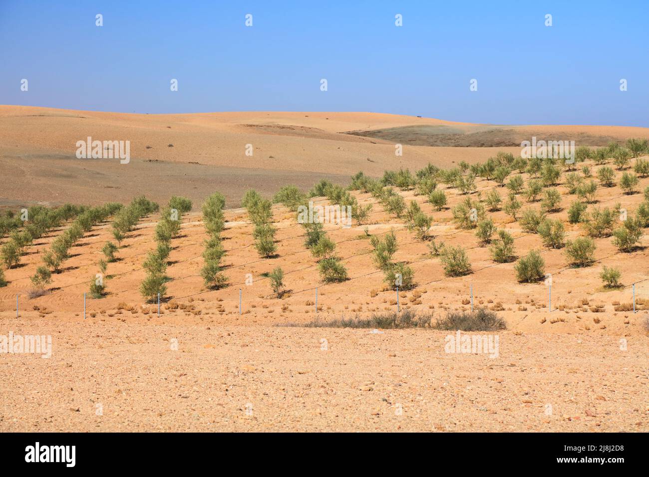 Agafay desert landscape near Marrakech, Morocco. Irrigated olive tree ...