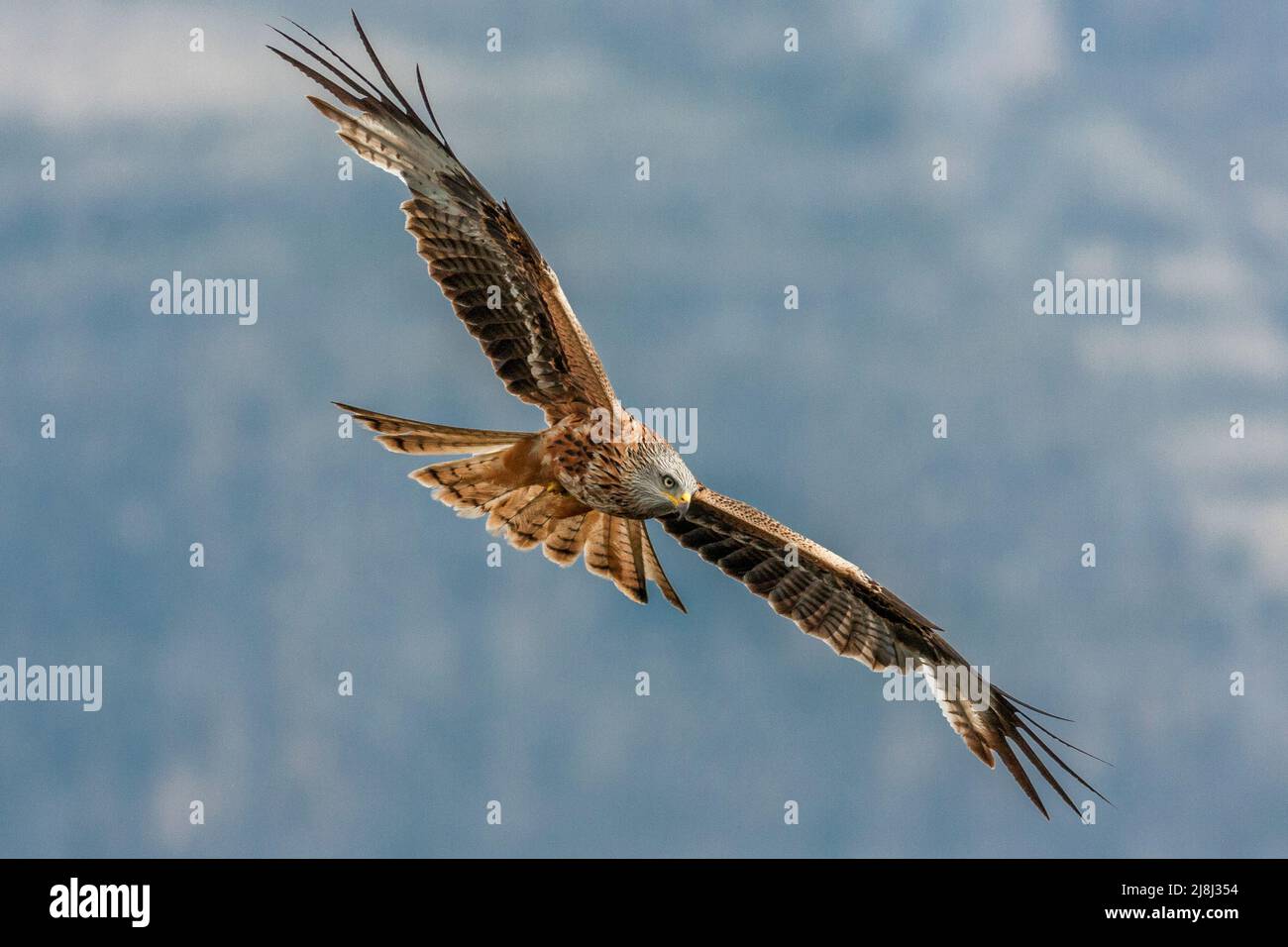Red kite, Milvus milvus, in flight at Ordesa and monte perdido national ...