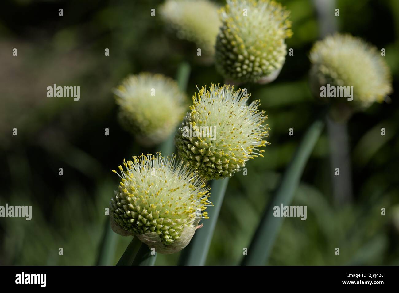 Welsh onion, also commonly called bunching onion or long green onion ...