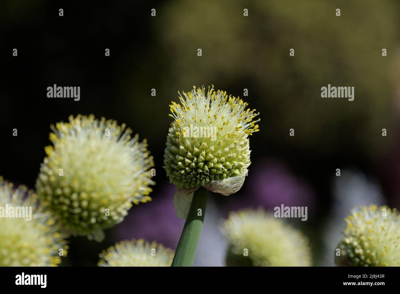 Welsh onion, also commonly called bunching onion (Allium fistulosum) in ...