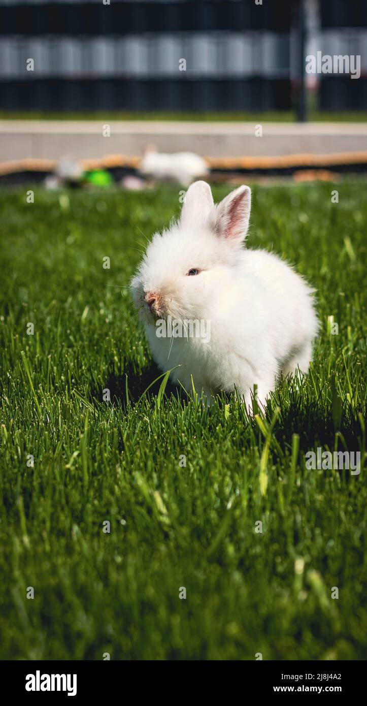 Cute white rabbit running in the garden in Austria Stock Photo - Alamy