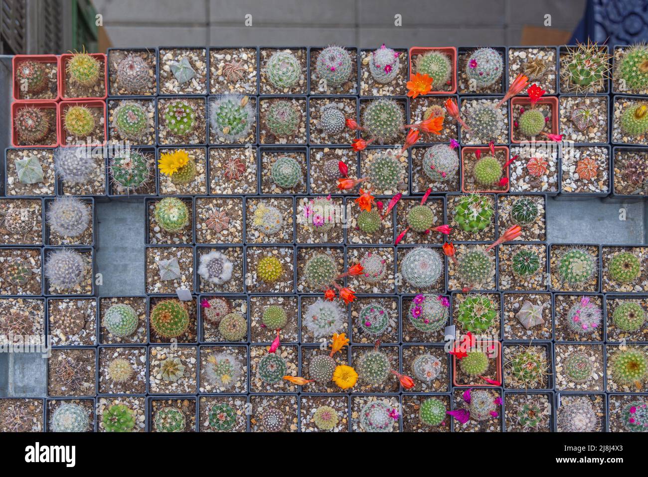 Small Cactus Plants in Square Pots Top View Variety Stock Photo - Alamy