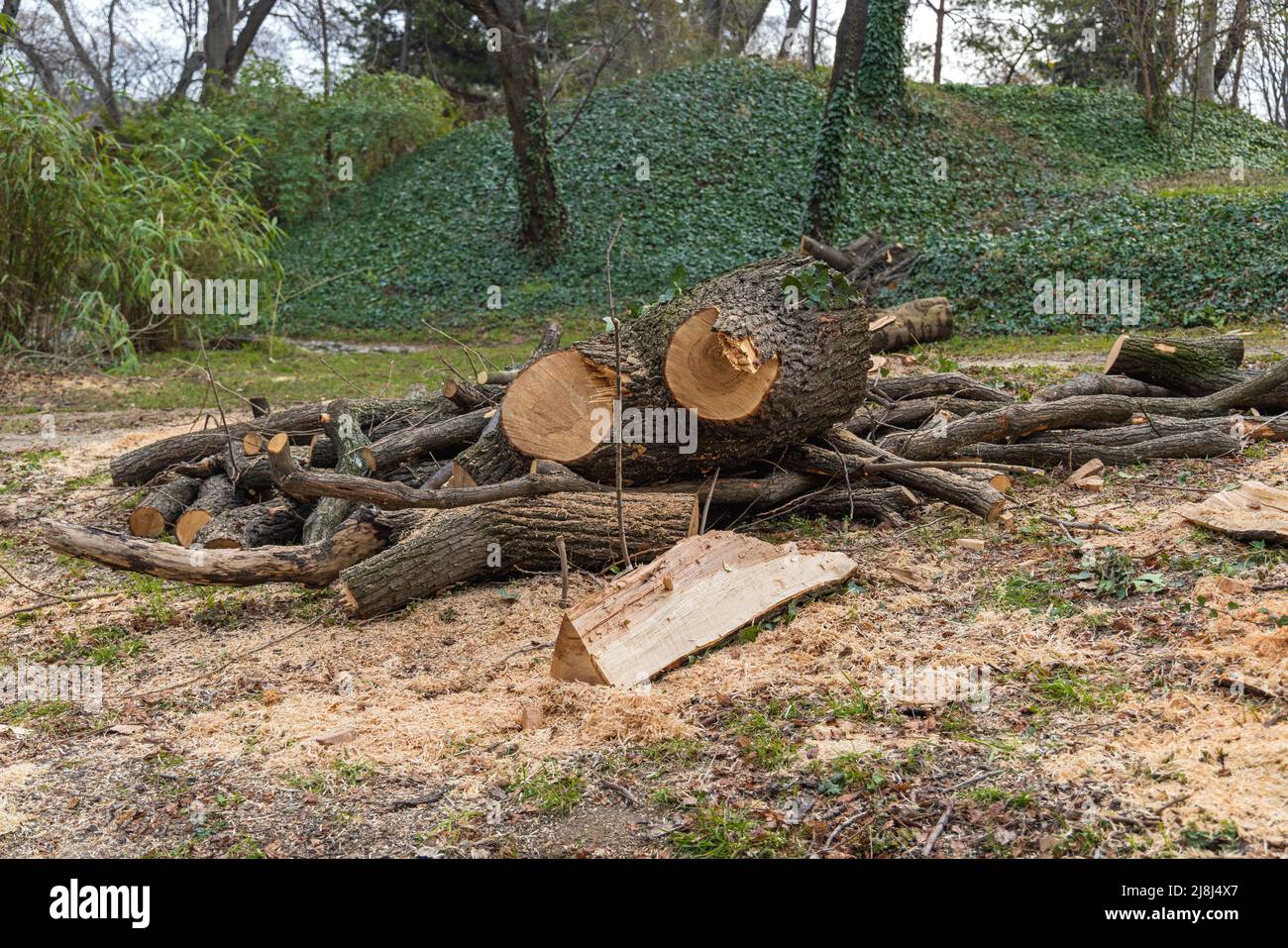 Cut down tree stump in hi-res stock photography and images - Alamy