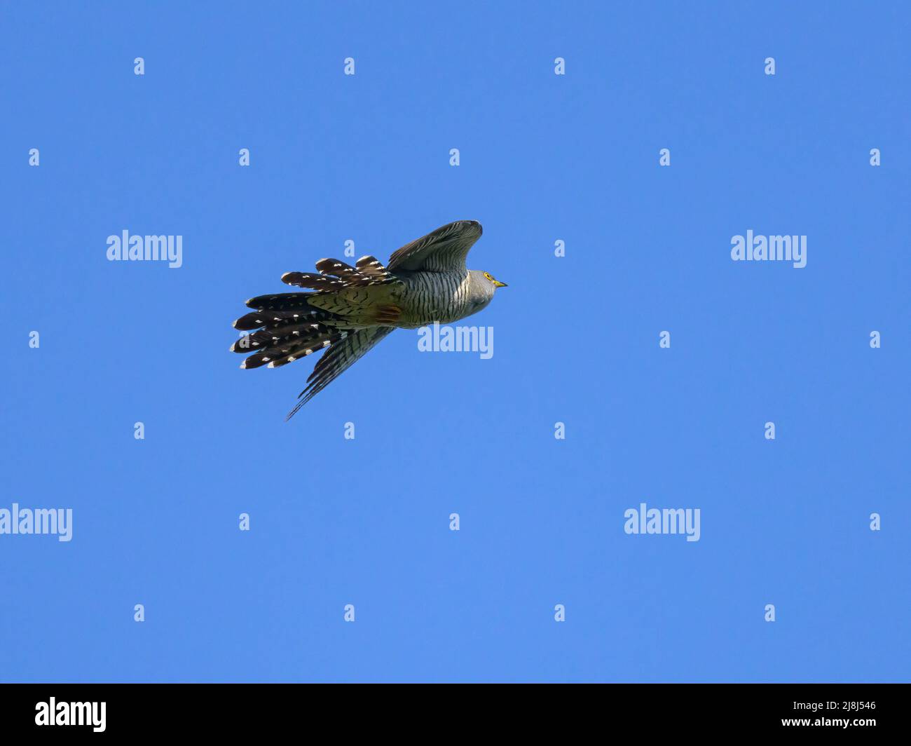 A common cuckoo in flight blue sky, sunny day in springtime, Vienna ...