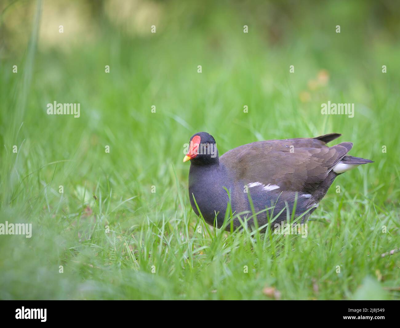 Common moorhen looking for food on a meadow, sunny morning in ...