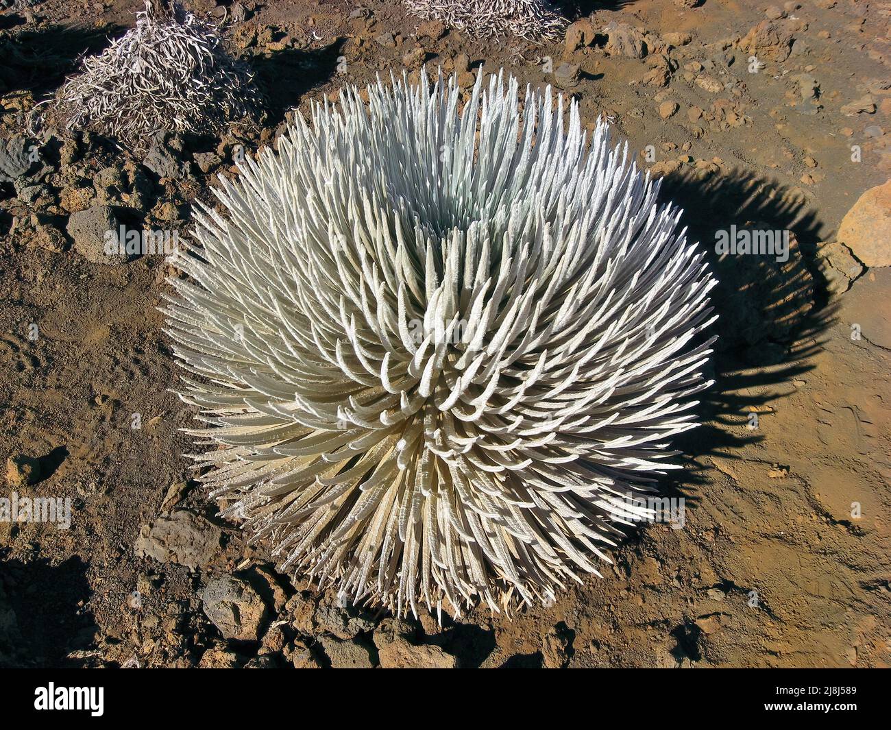 Silver sword hi-res stock photography and images - Alamy