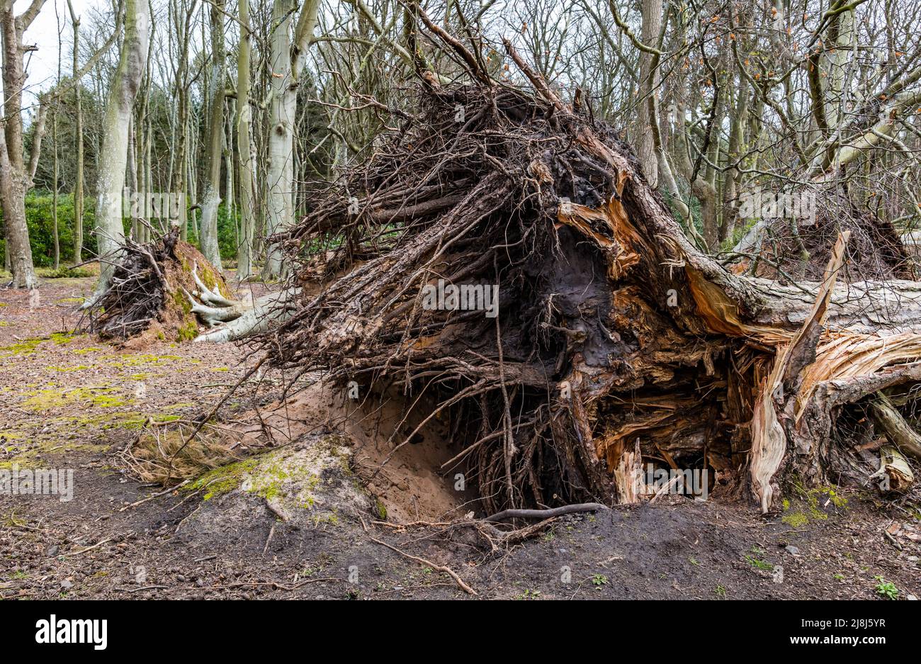 Uprooted trees from storm damage in Tyninghame woodland estate, East ...
