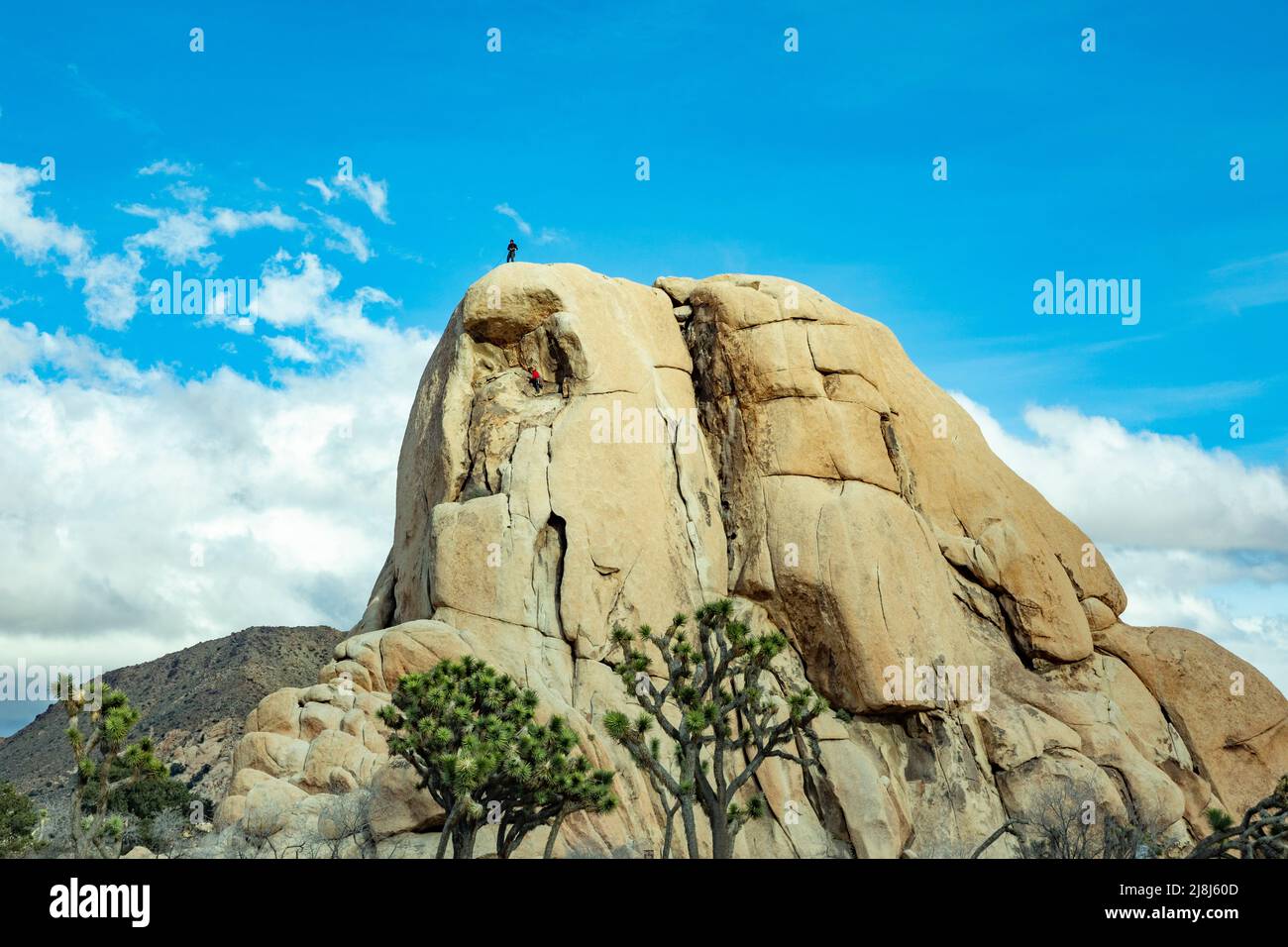 landscape with joshua trees in the Joshua tree national park and rope ...