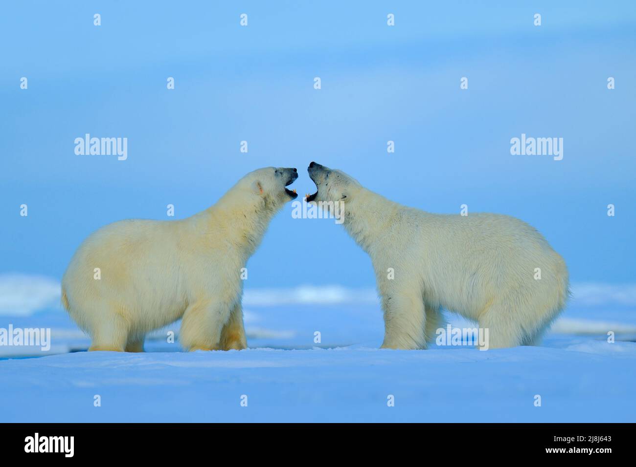 Polar bear conflict with open snout in Svalbard Stock Photo - Alamy
