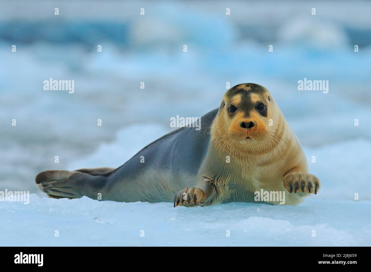 Bearded seal on blue and white ice in arctic Svalbard, with lift up fin ...