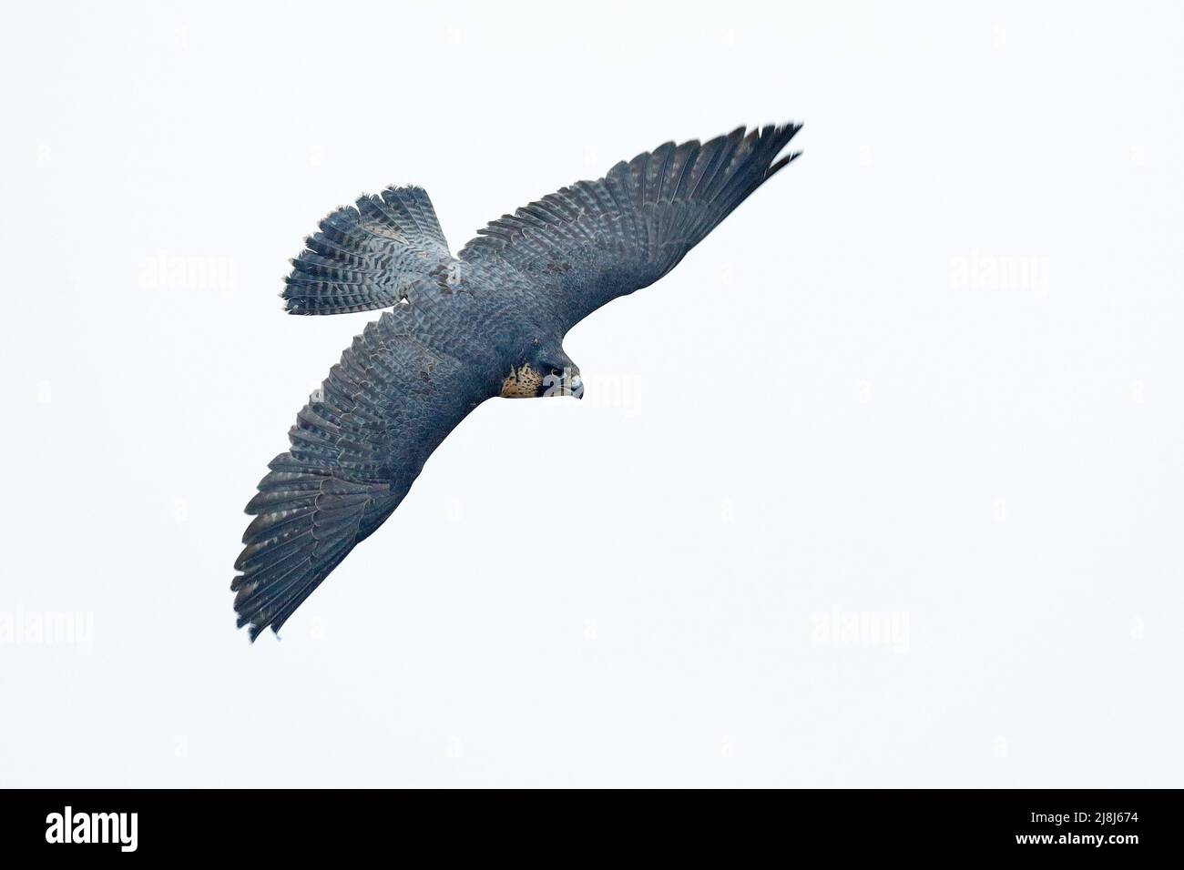 Flight of Peregrine Falcon. Bird of prey with fly wings. White light ...
