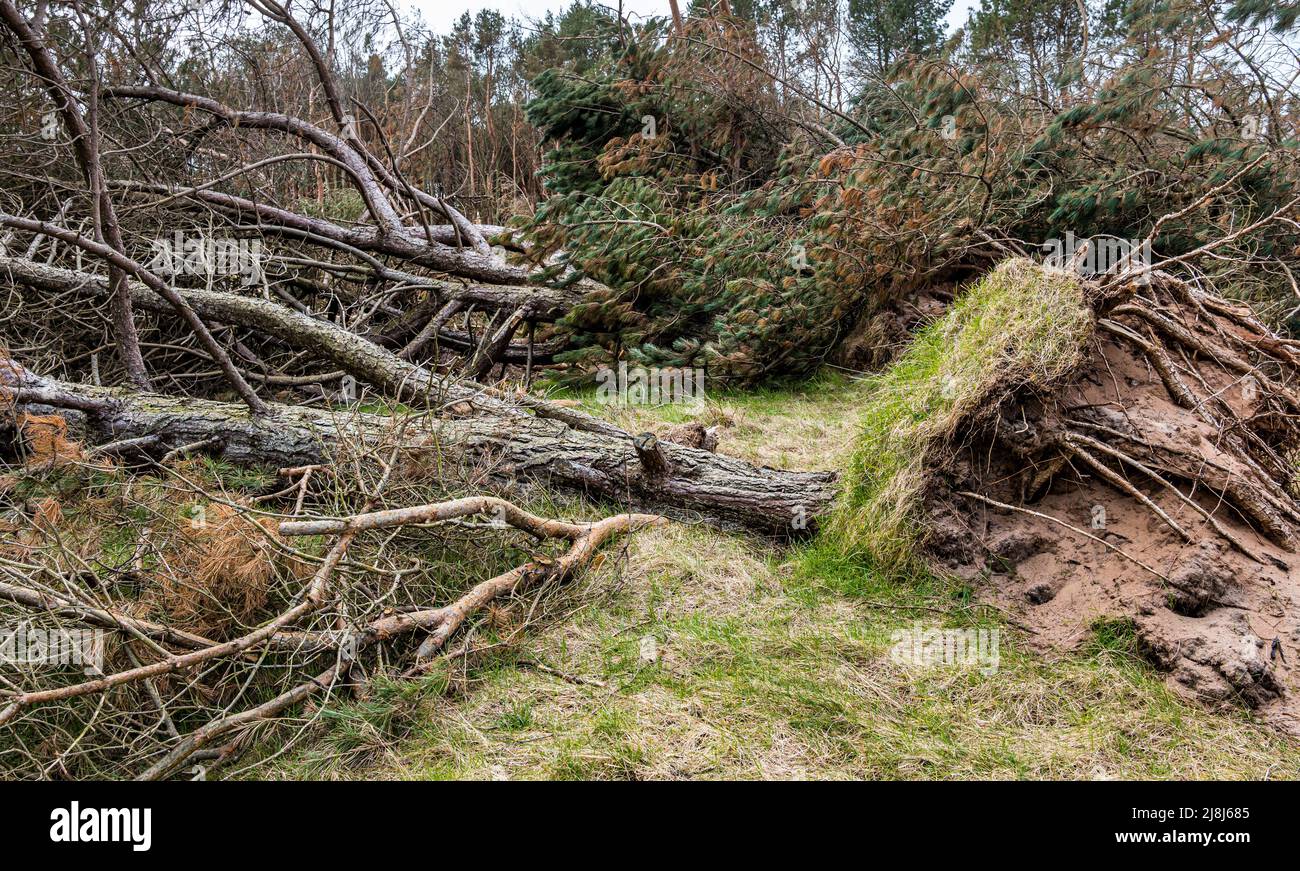 Uprooted trees from storm damage in Tyninghame woodland estate, East ...