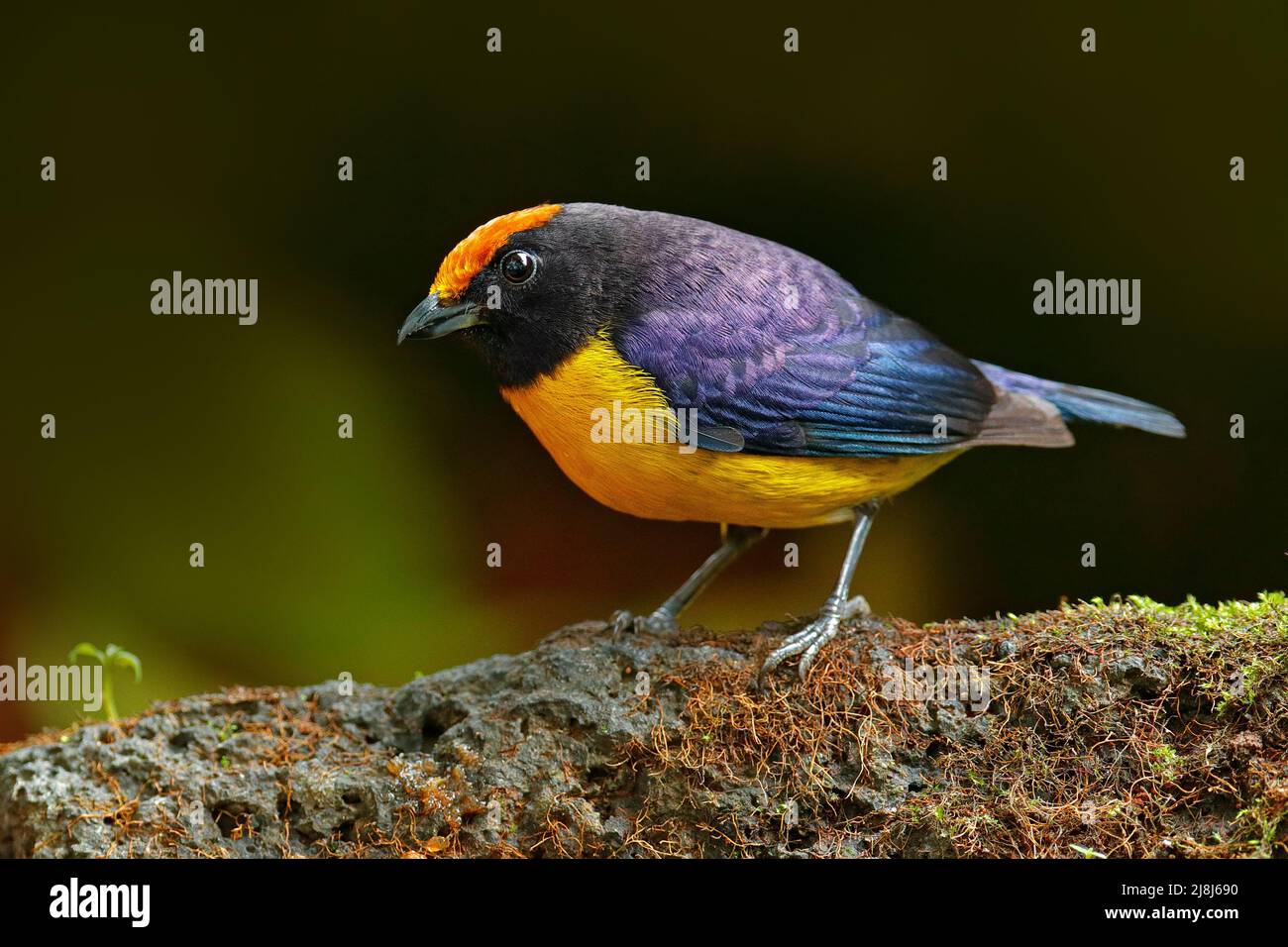 Slate-throated Redstart, Myioborus miniatus, beautiful bird from tropic ...