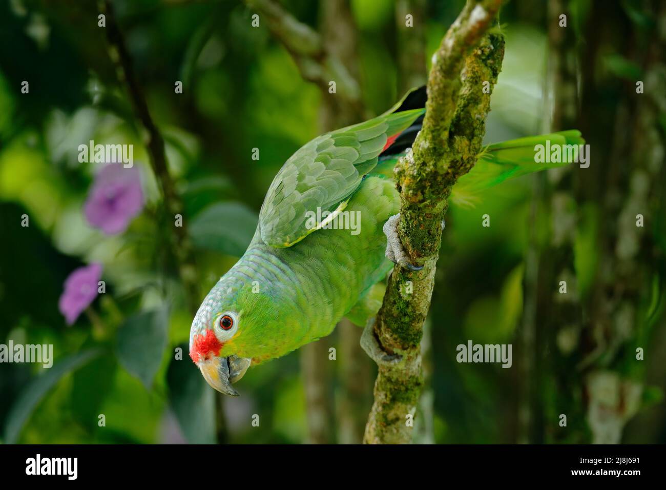 Red-lored Parrot, Amazona autumnalis, portrait of light green parrot ...