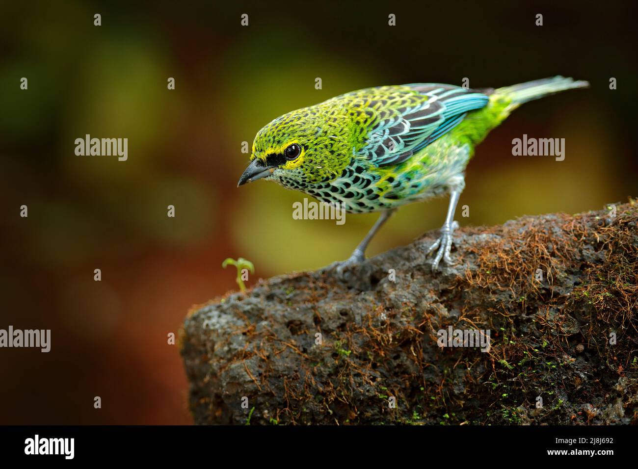 Speckled Tanagers, Tangara guttata, sitting on the brown stone. Tropic ...