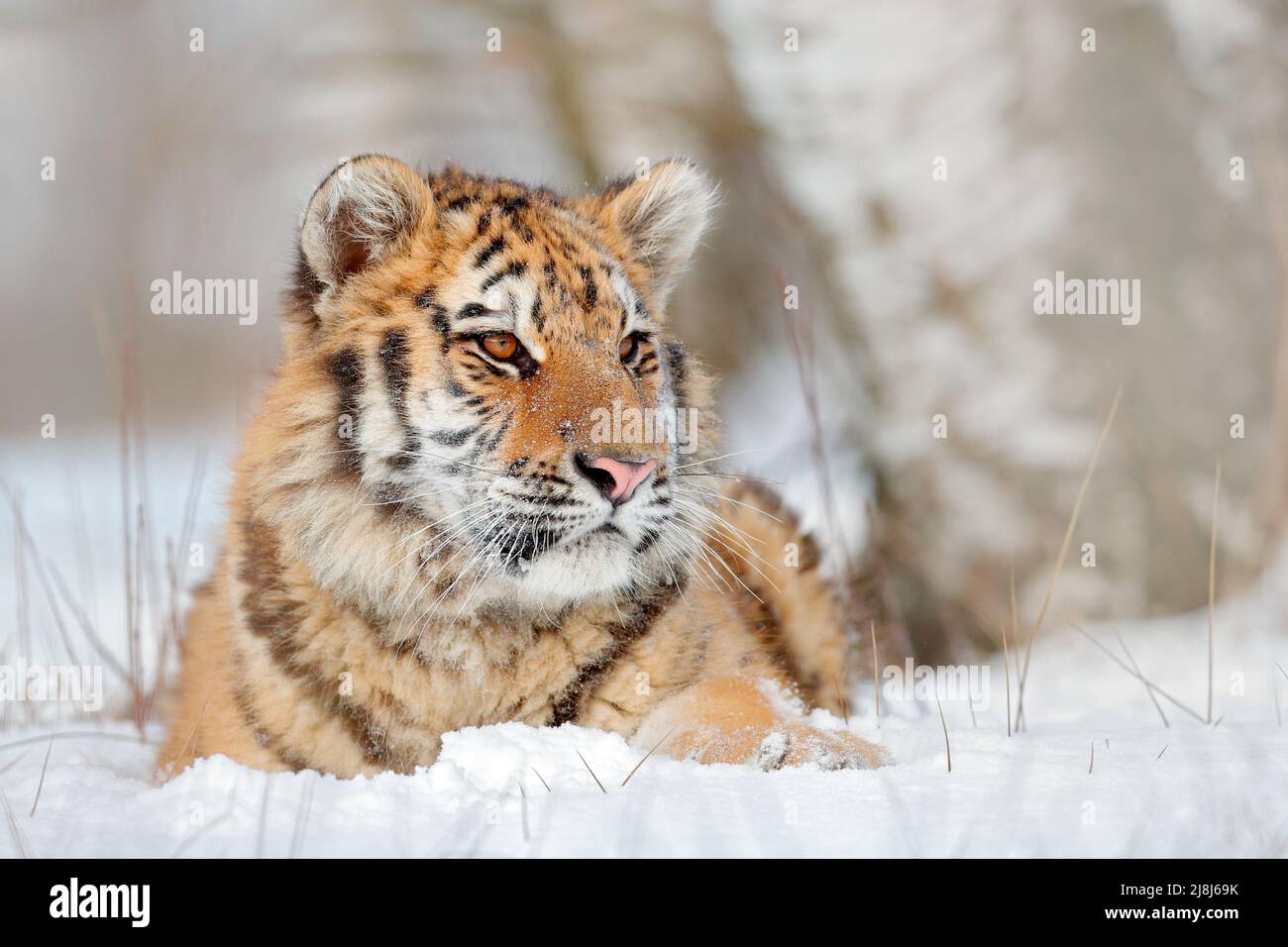 Siberian tiger in snow fall, birch tree. Amur tiger sitting in snow ...