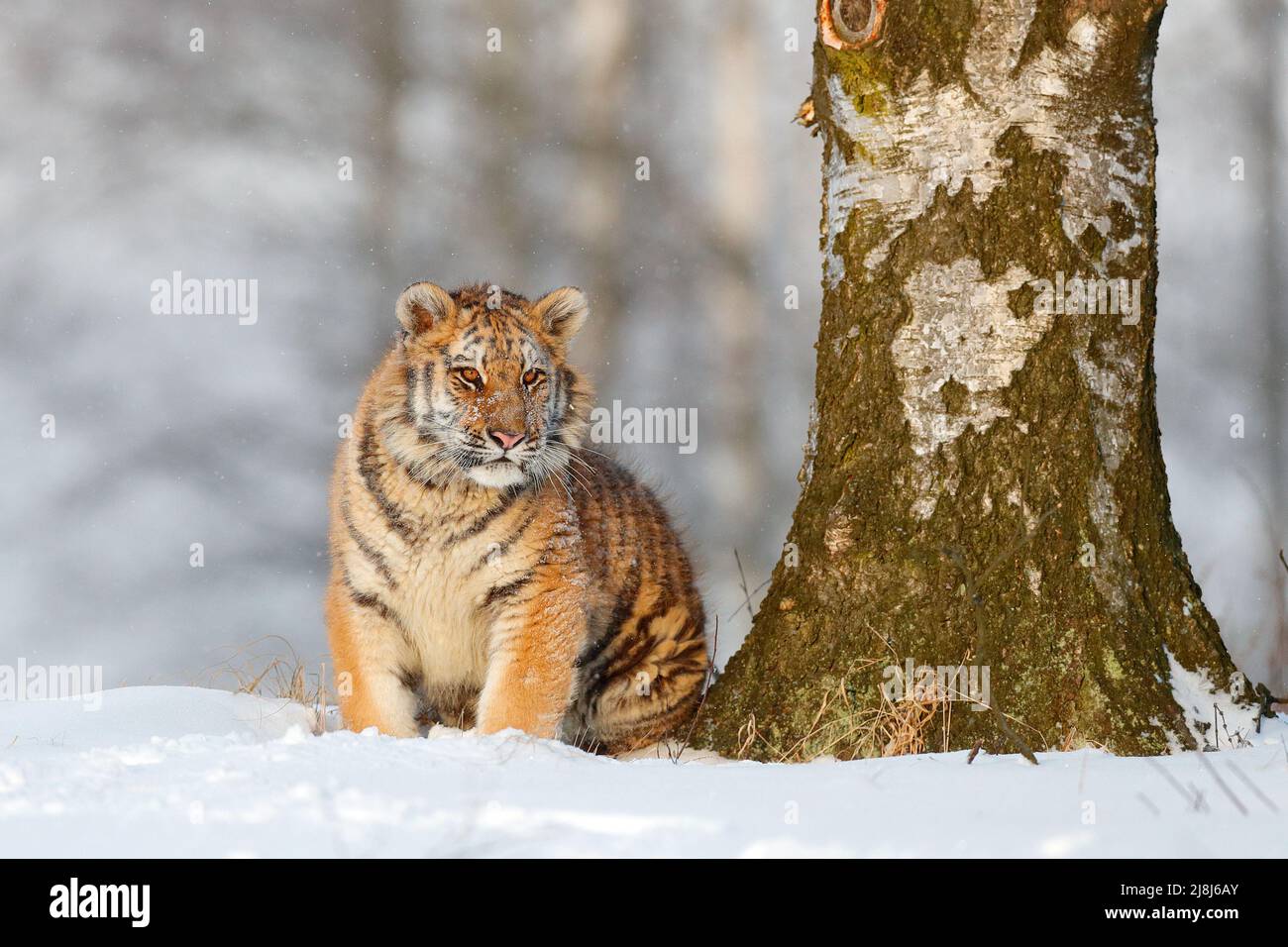 Siberian tiger in snow fall, birch tree. Amur tiger sitting in snow ...