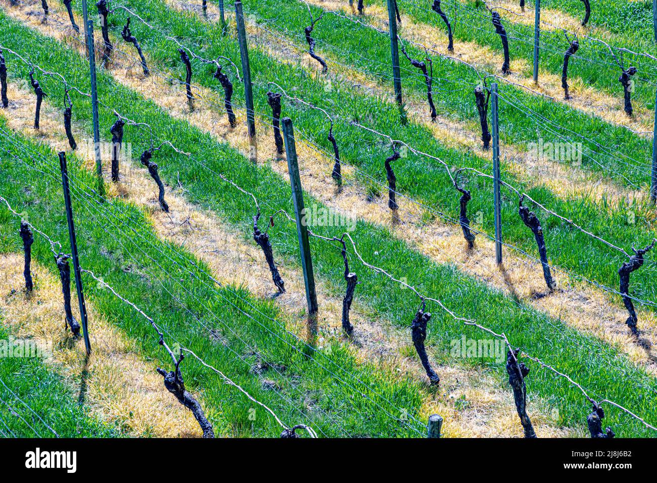 detail of vineyard in spring with green grass Stock Photo - Alamy