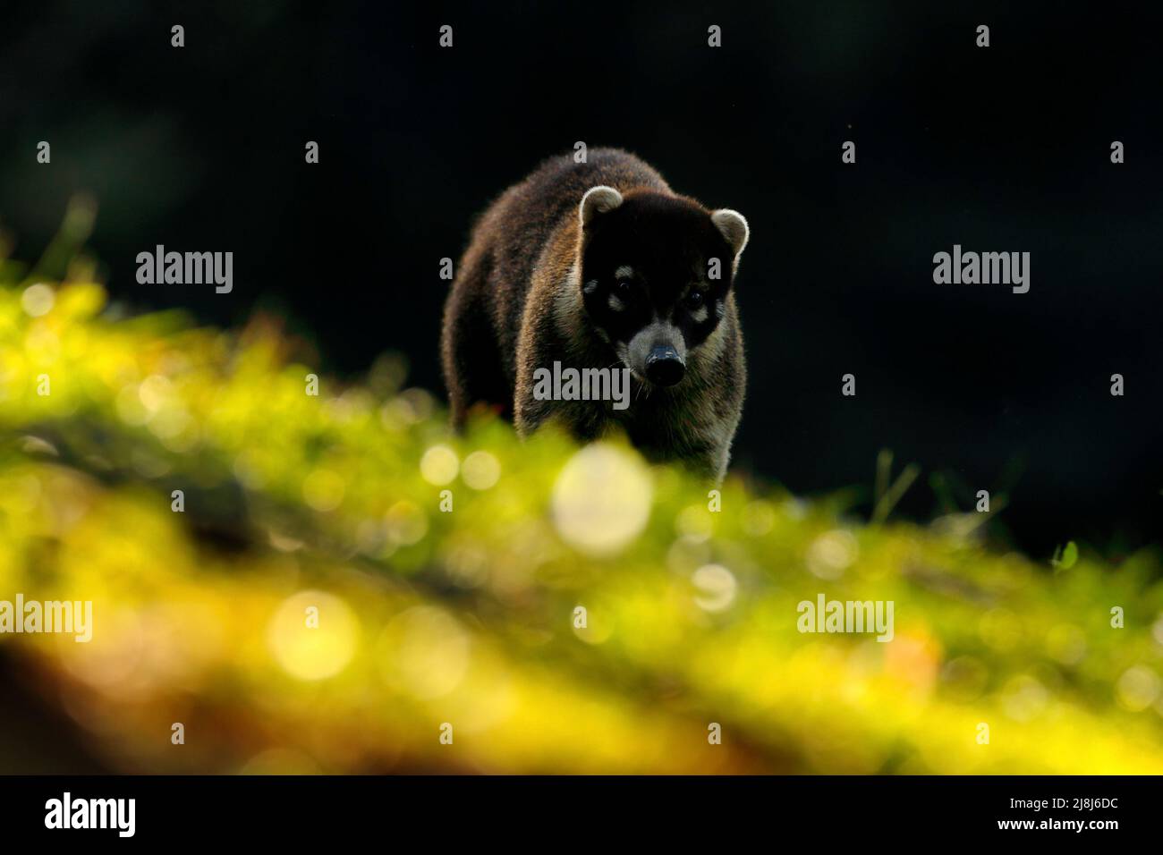 Coati with beautiful sun light. White-nosed Coati, Nasua narica, in the ...