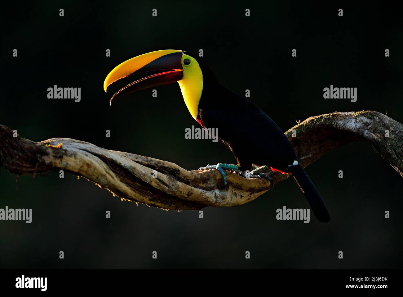 Chesnut-mandibled Toucan sitting on the branch in tropical rain with ...