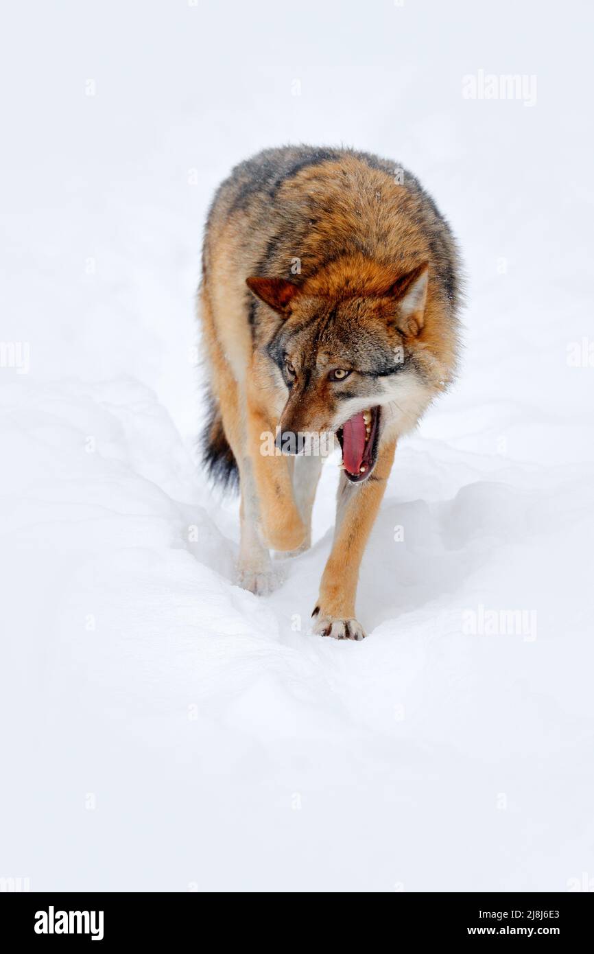 Snow winter with wolf. Gray wolf, Canis lupus, portrait with stuck out ...