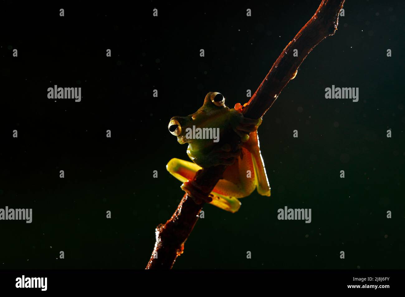 Beautiful frog in the night. Olive Tree Frog, Scinax elaeochroa, from ...