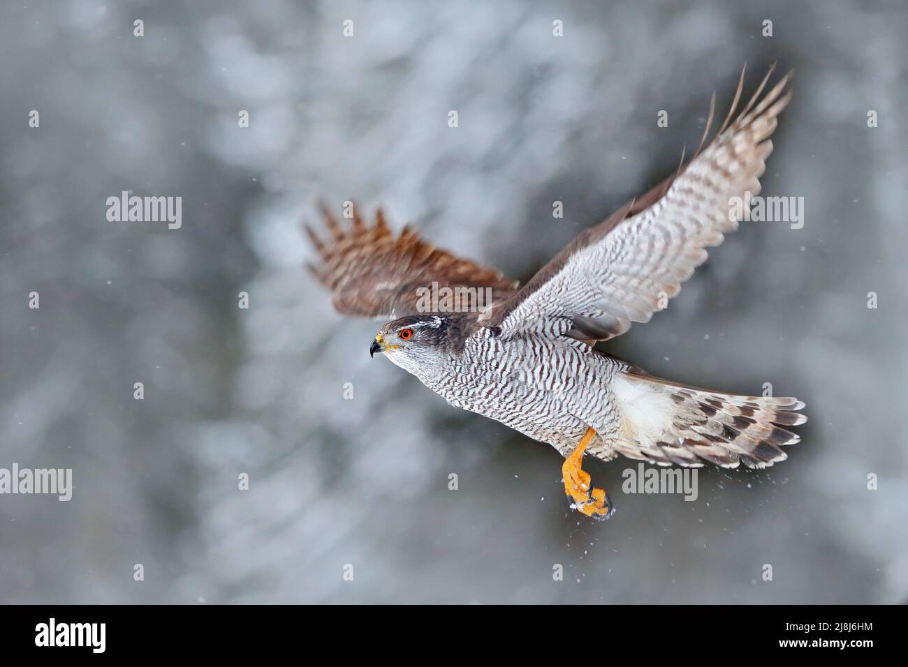Winter with flying bird in the forest. Bird of prey Northern Goshawk ...