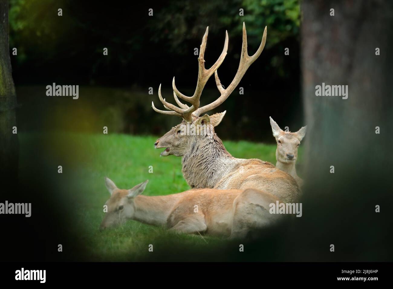 Deer family in the forest. Bactrian deer, Cervus elaphus bactrianus ...