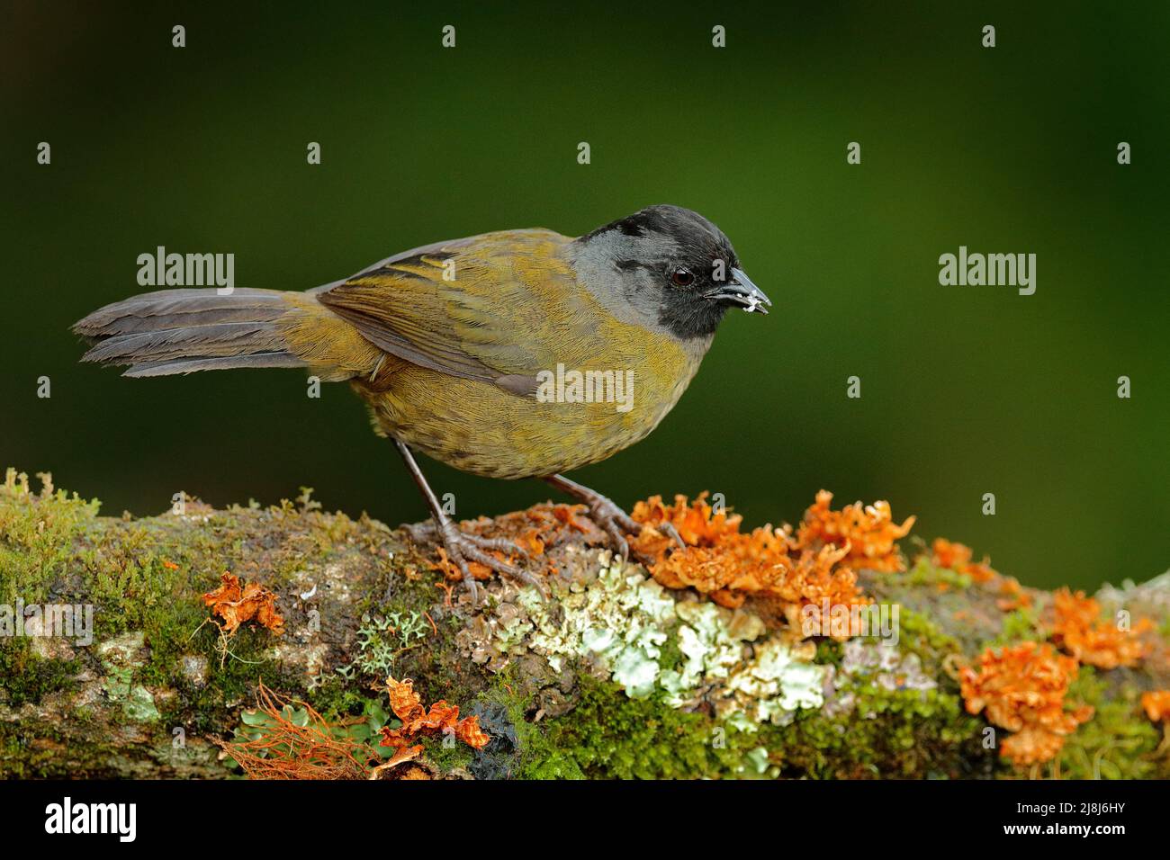 Large-footed Finch, Pezopetes capitalis sitting on the orange and green ...