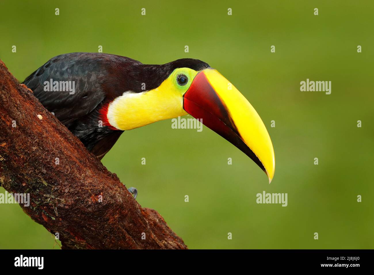 Detail big beak bird Chesnut-mandibled Toucan sitting on the branch in ...