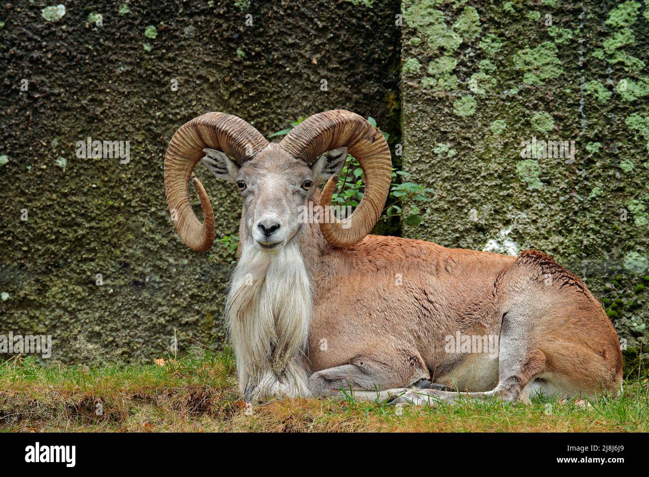 Ovis orientalis arkal hi-res stock photography and images - Alamy
