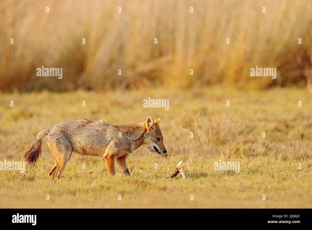 Golden Jackal, Canis aureus. Jackal with evening sun and animal bone, Sri Lanka, Asia. Beautiful ...