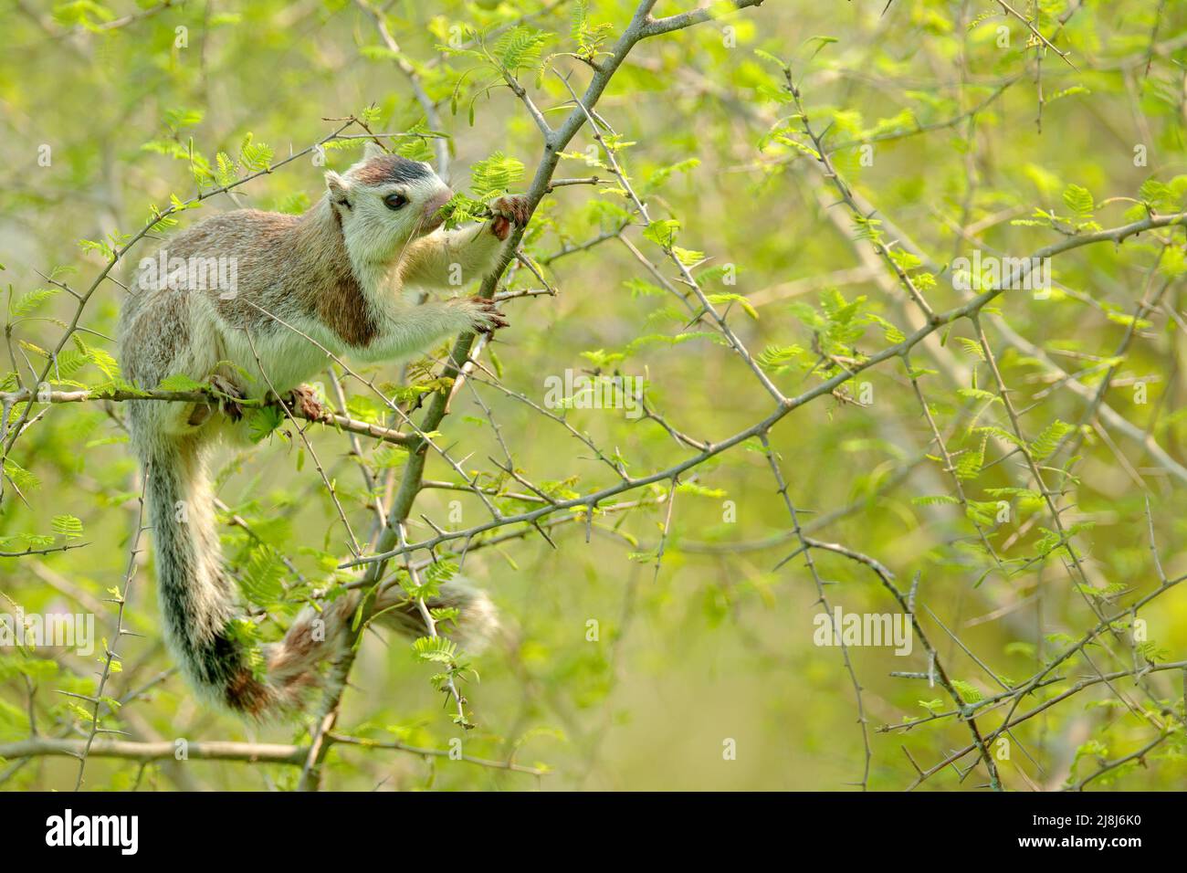 Grizzled giant squirrel, Ratufa macroura, in the nature habitat. Big ...