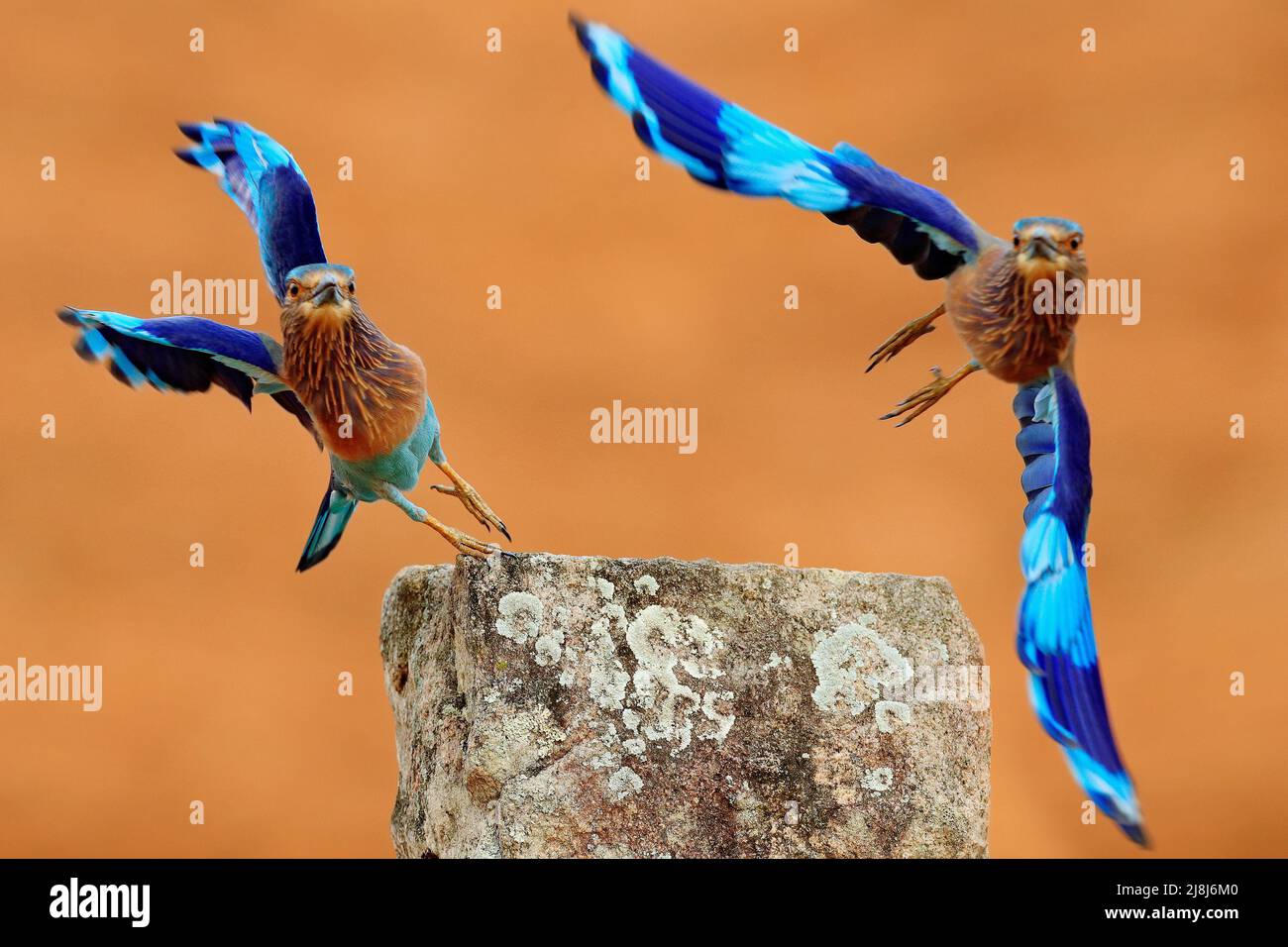 Action fly scene with two birds. Roller from Sri Lanka, Asia. Nice ...