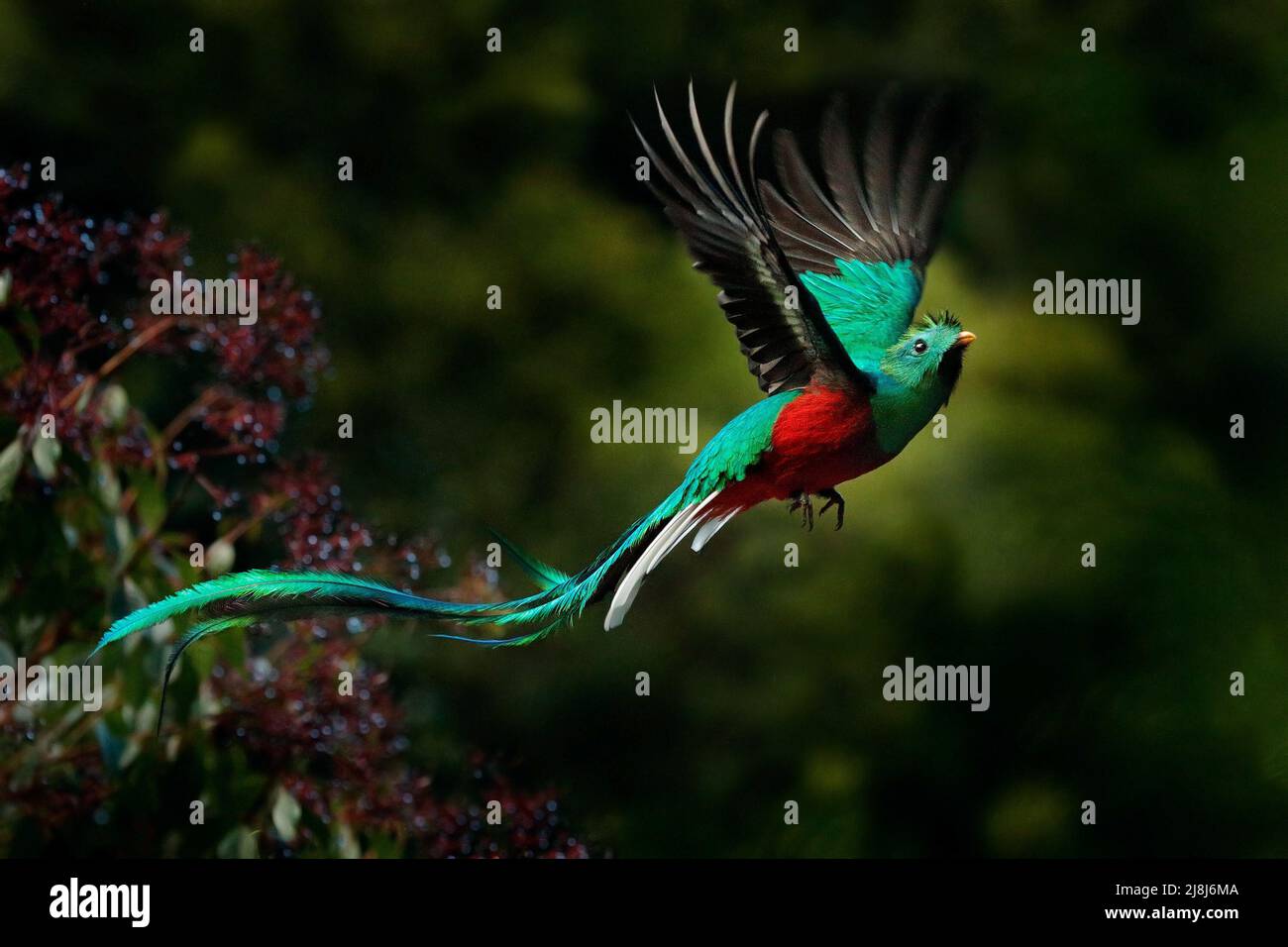 Quetzal Flying Resplendent Quetzal | National Geographic