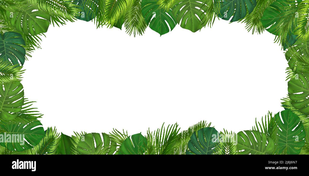 Summer tropical background with green palm leaves. Exotic botanical ...