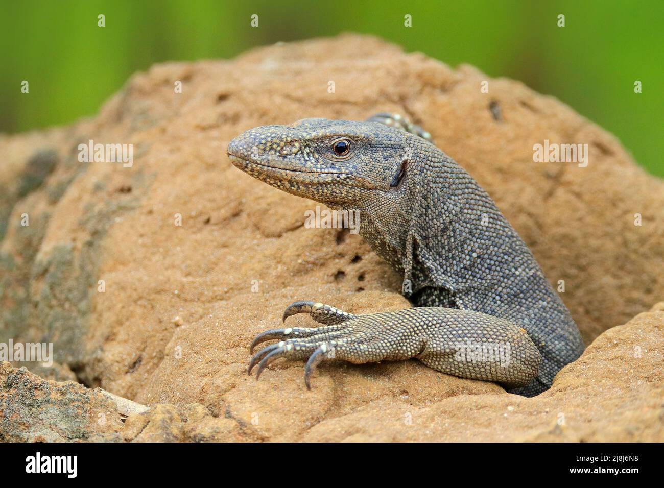 River Monitor Animal at Paige Hauslaib blog