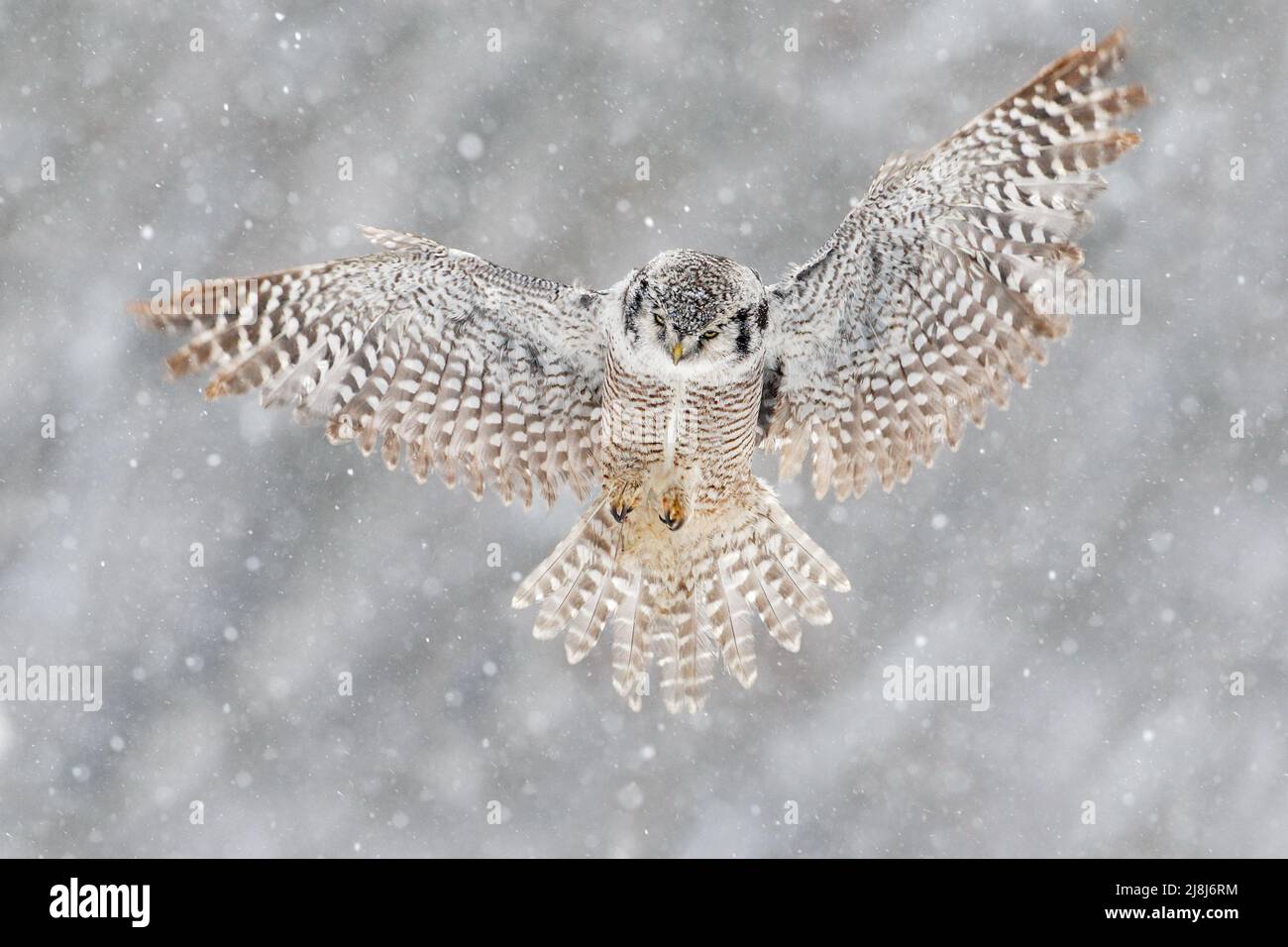 Snow winter scene with flying owl. Hawk Owl in fly with snowflake ...