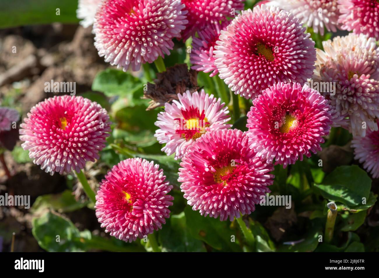 Close up of pink common daisy (bellis perennis) flowers in bloom Stock ...