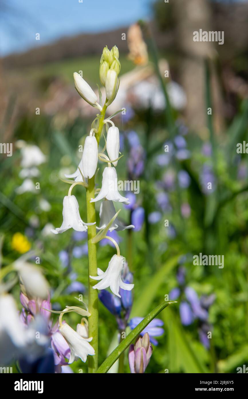 Close up of a white Spanish bluebell (hyacinthoides hispanica) flower ...
