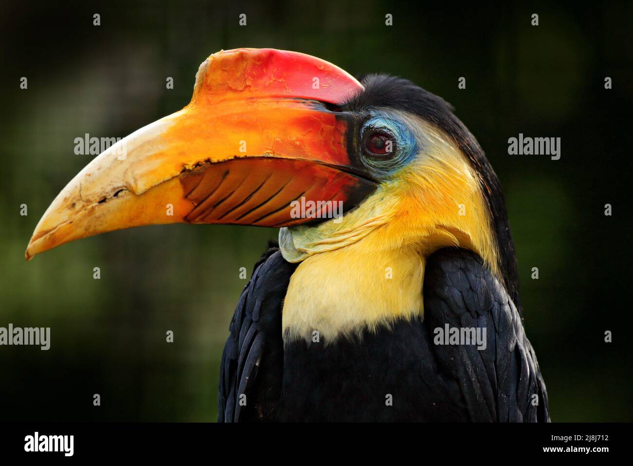 Wrinkled Hornbill, Aceros corrugantus, detail portrait of beautiful ...