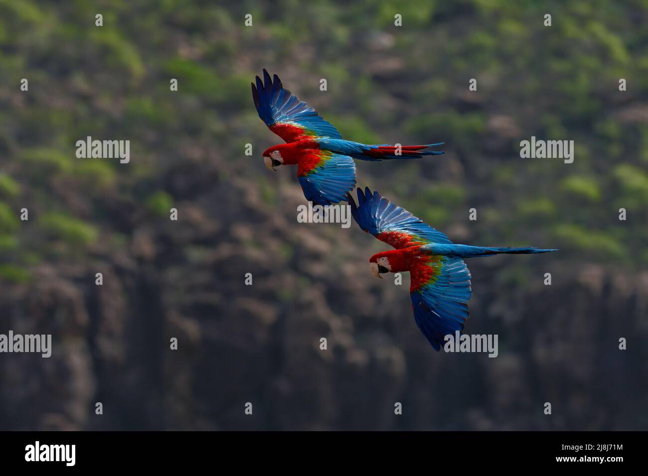 Two big parrot in fly. Red-and-green Macaw, Ara chloroptera, in the ...