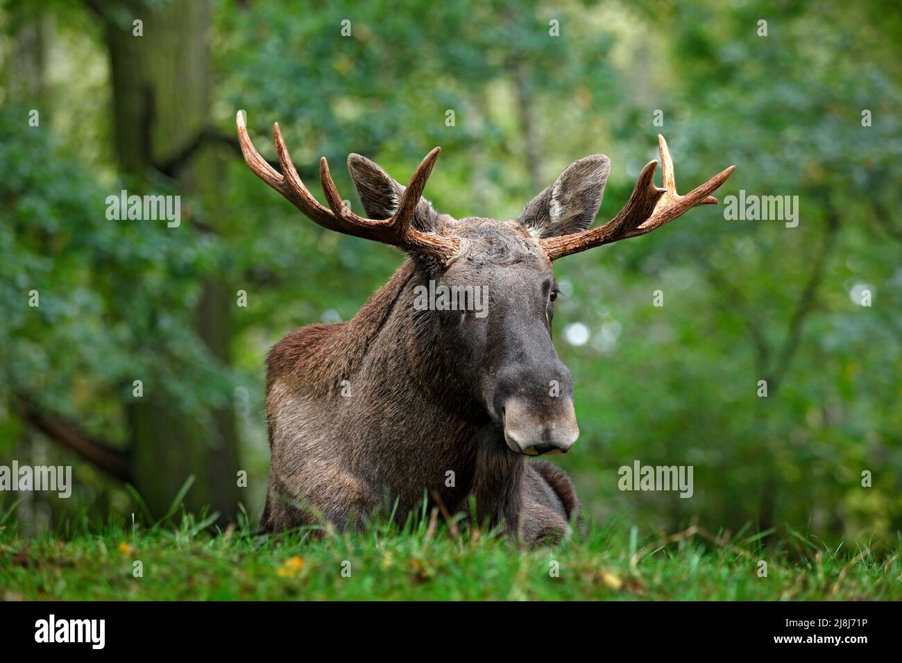 Wildlife scene from Sweden. Moose lying in grass under trees. Moose ...