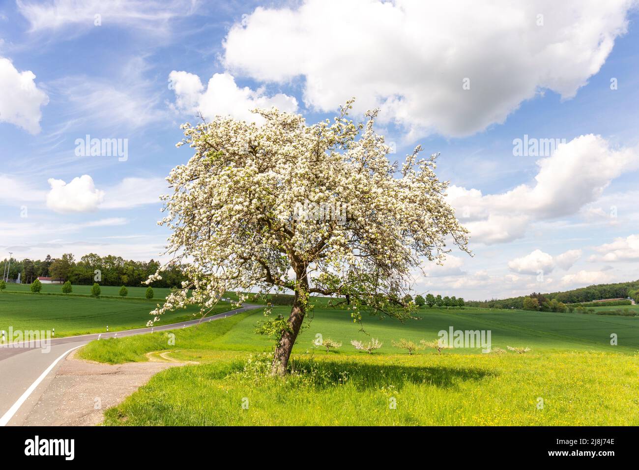 blooming tree in spring in beautiful light and rural landscape Stock ...